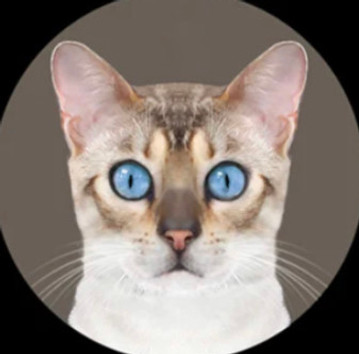 Indigo Exotics | bengals | Teaneck, NJ, USA